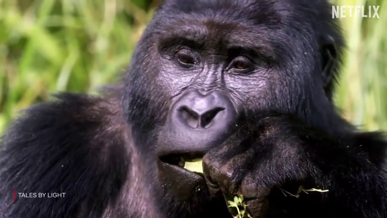 Netflix Nature Docs | Happy Earth Day 🌎 - YouTube
