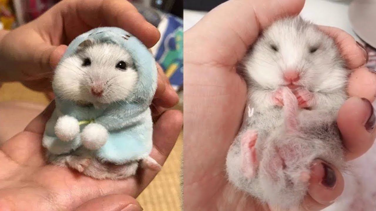 AWW Pets So Cute ! Cute Baby Animals 😻🐼🐵🐶 #13 - YouTube