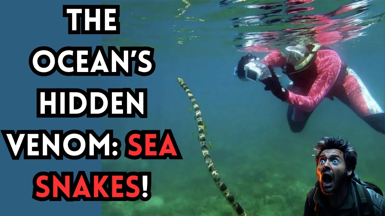 SEA SNAKES: A STRANGE ANIMAL ABSENT FROM THE ATLANTIC - YouTube