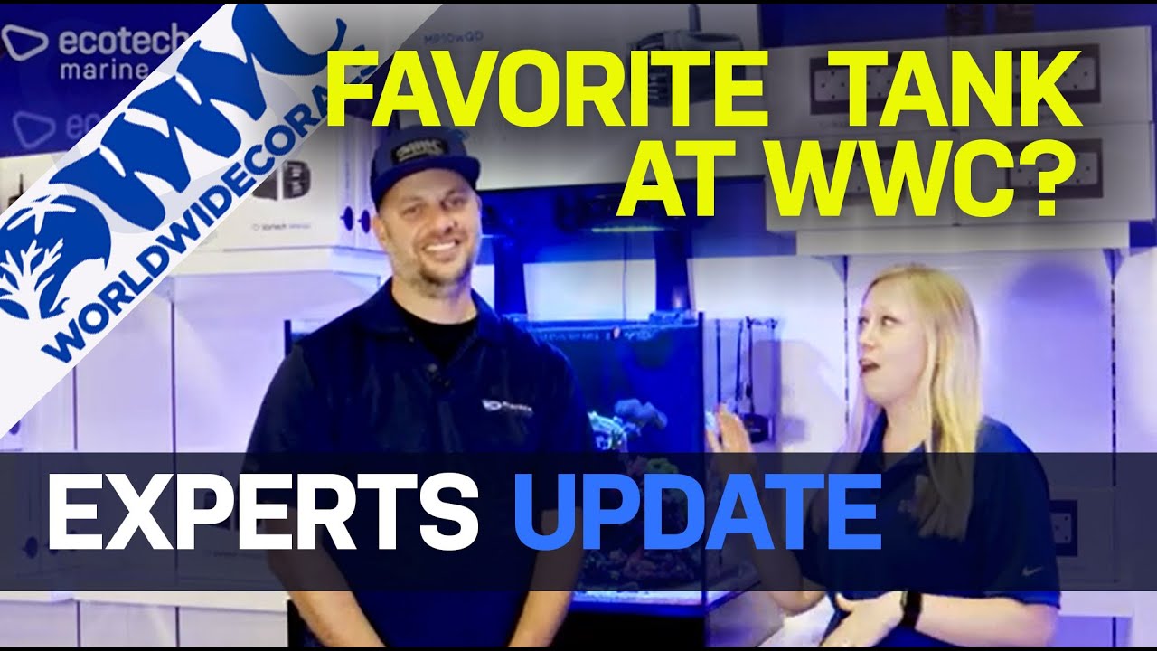 What's Our Favorite Tank at WWC? What's Your Favorite? - YouTube