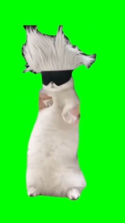 Gojo Cat Memes Lughtroom Catlover Cat Lugh Gojo Catmemes Catgojo Youtube