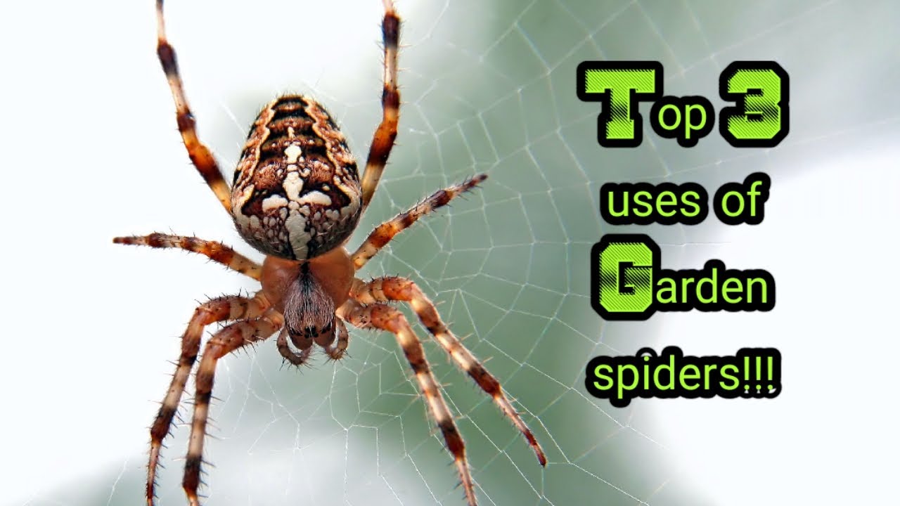 Top 3 benefits of Garden Spiders in your garden - YouTube
