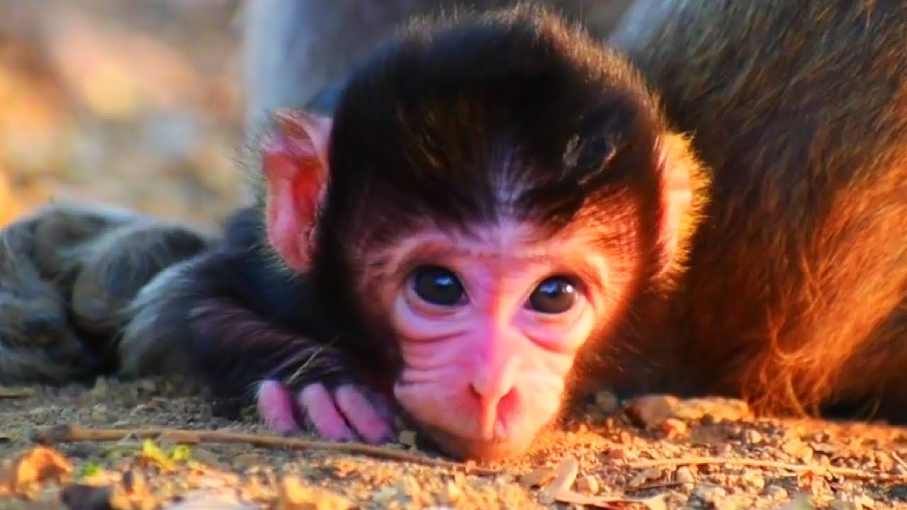 Very cute baby is active moving on the ground with his chin on the ...
