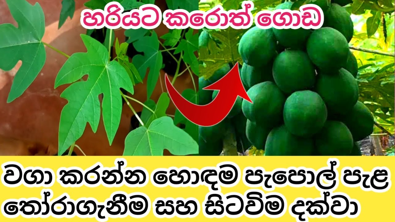 වගාවට හරියටම පැපොල් පැළ තෝරාගන්නේ කොහොමද? නිවැරදිව සිටුවන්නේ කොහොමද ...