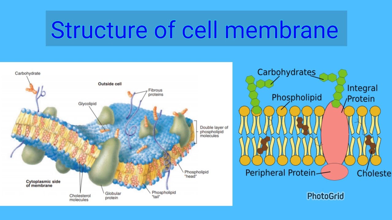 Biology: Cell Structure | Function of Cell Membrane | Overview of Cell ...