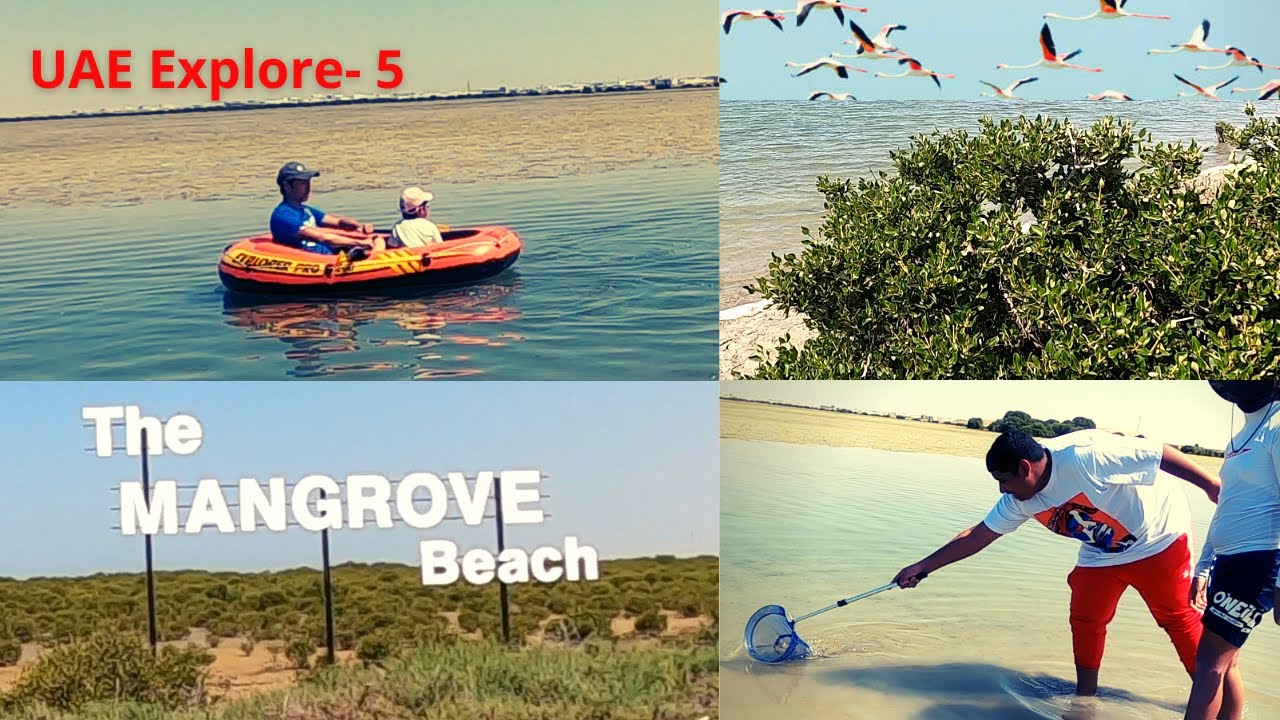 Mangrove beach Umm Al Quwain |Beach camping spot in UAE |kayak | UAQ ...