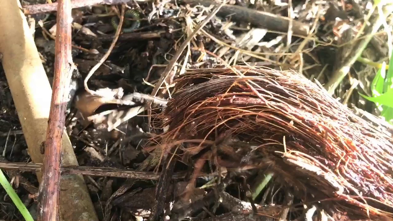 Confrontation With Puerto Rican Tarantula (C.portoricae) - YouTube