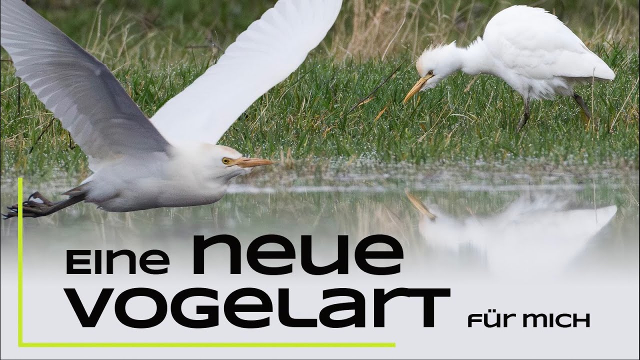 Diese Vogelart habe ich noch nie fotografiert! - YouTube