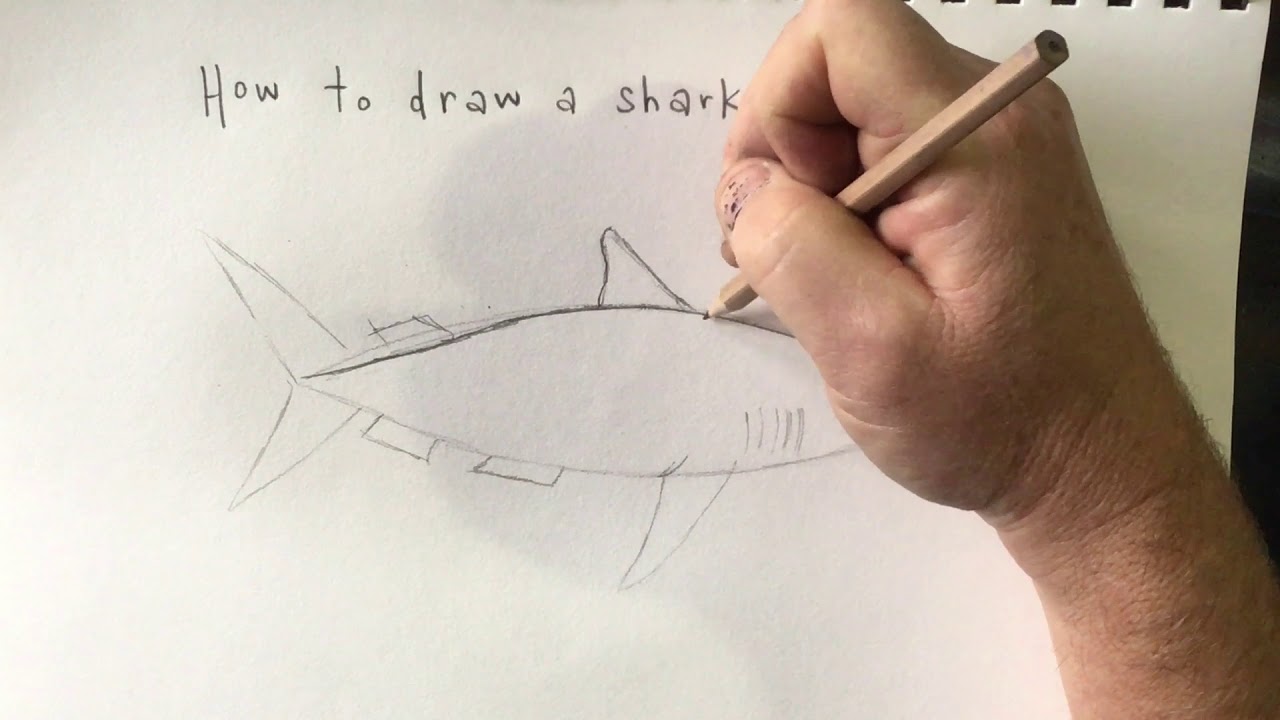 how to draw a shark - YouTube