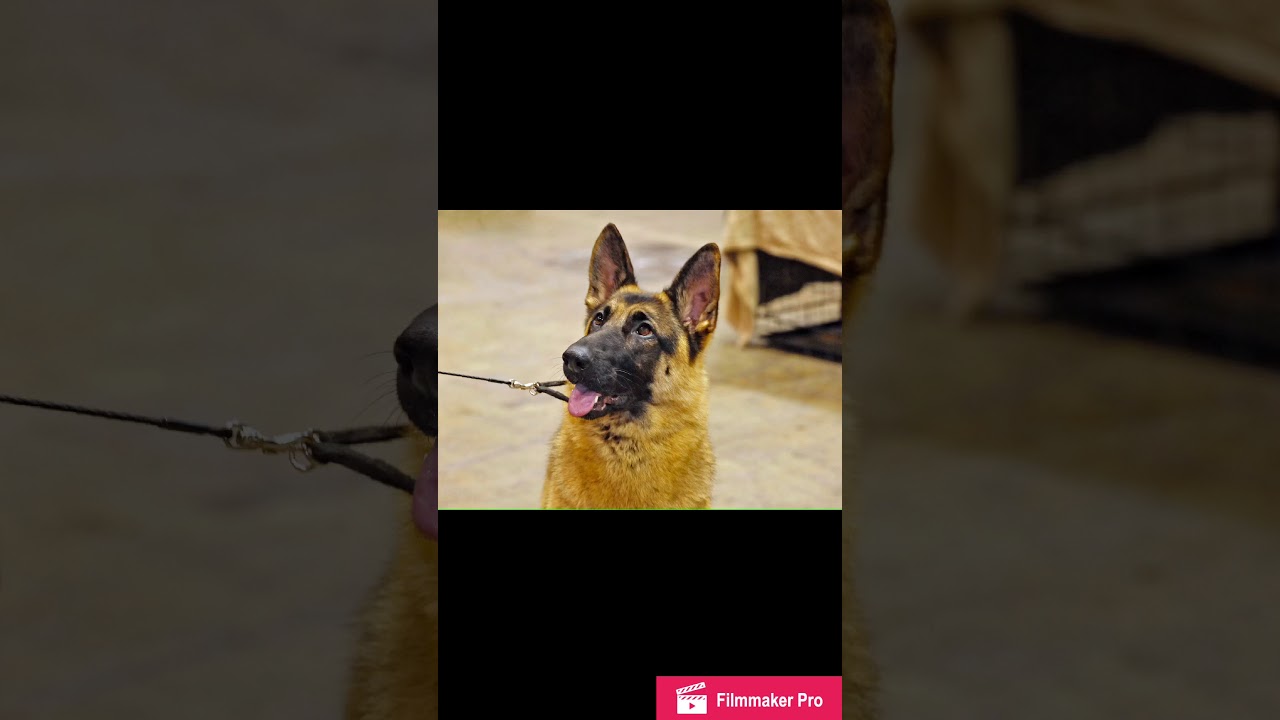 Duke By Kirby Larson Storyboard - YouTube