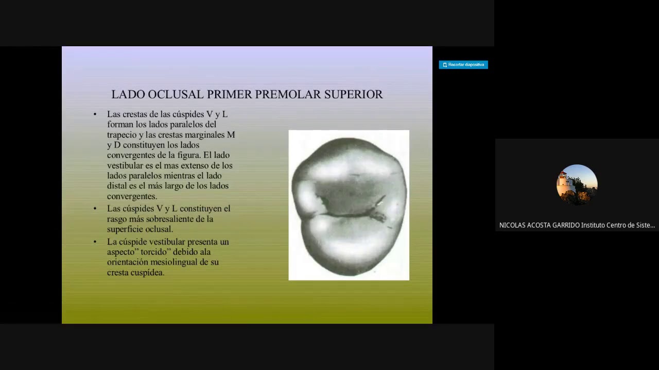 Características generales de los dientes permanentes - YouTube