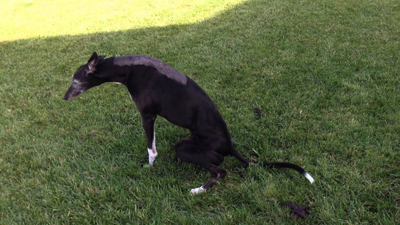 Mouse - Greyhound with leg amputation - YouTube