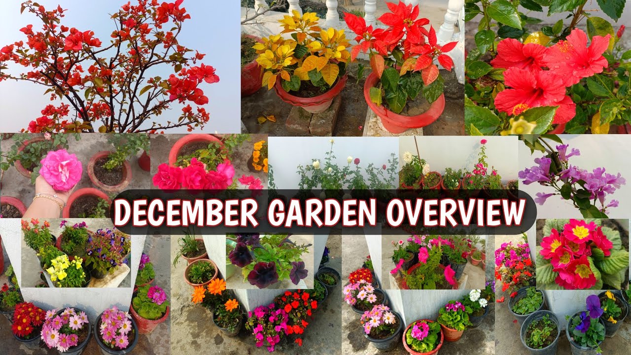 DECEMBER GARDEN OVERVIEW | WINTER GARDEN OVERVIEW 2023 😍🏡 - YouTube