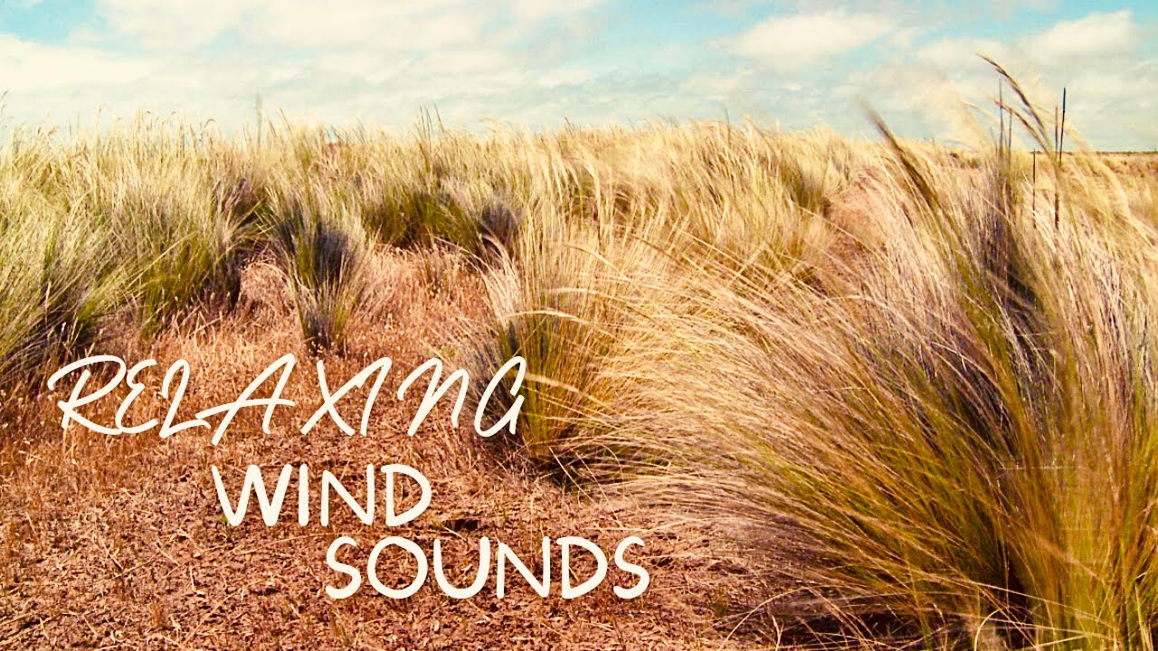 Relaxing Wind Sounds of Nature for Sleeping, Studying, and Stress ...