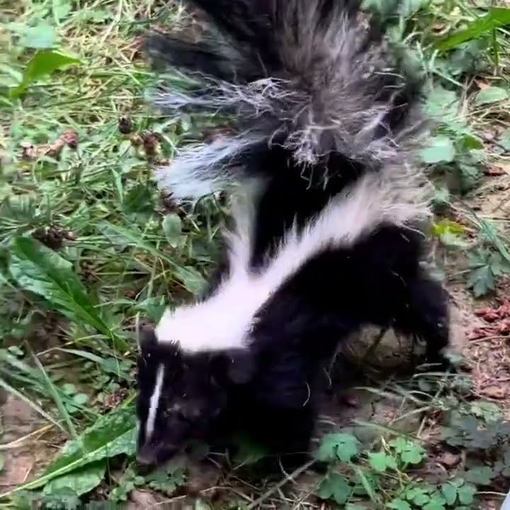 Natural Skunk And Rodent Removal Portland Oregon - PDX - YouTube