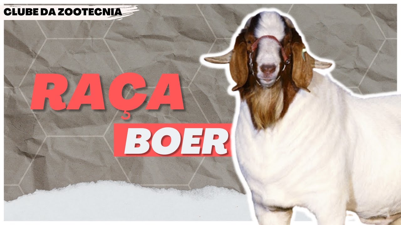 Conheça a RAÇA BOER - YouTube