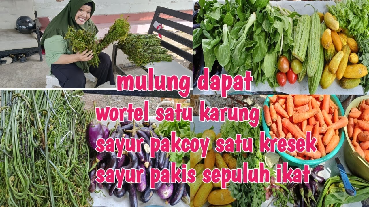 MULUNG DI PASAR SAYUR WORTEL SATU KARUNG SAYUR PAKIS SEPULUH IKAT SAYUR ...