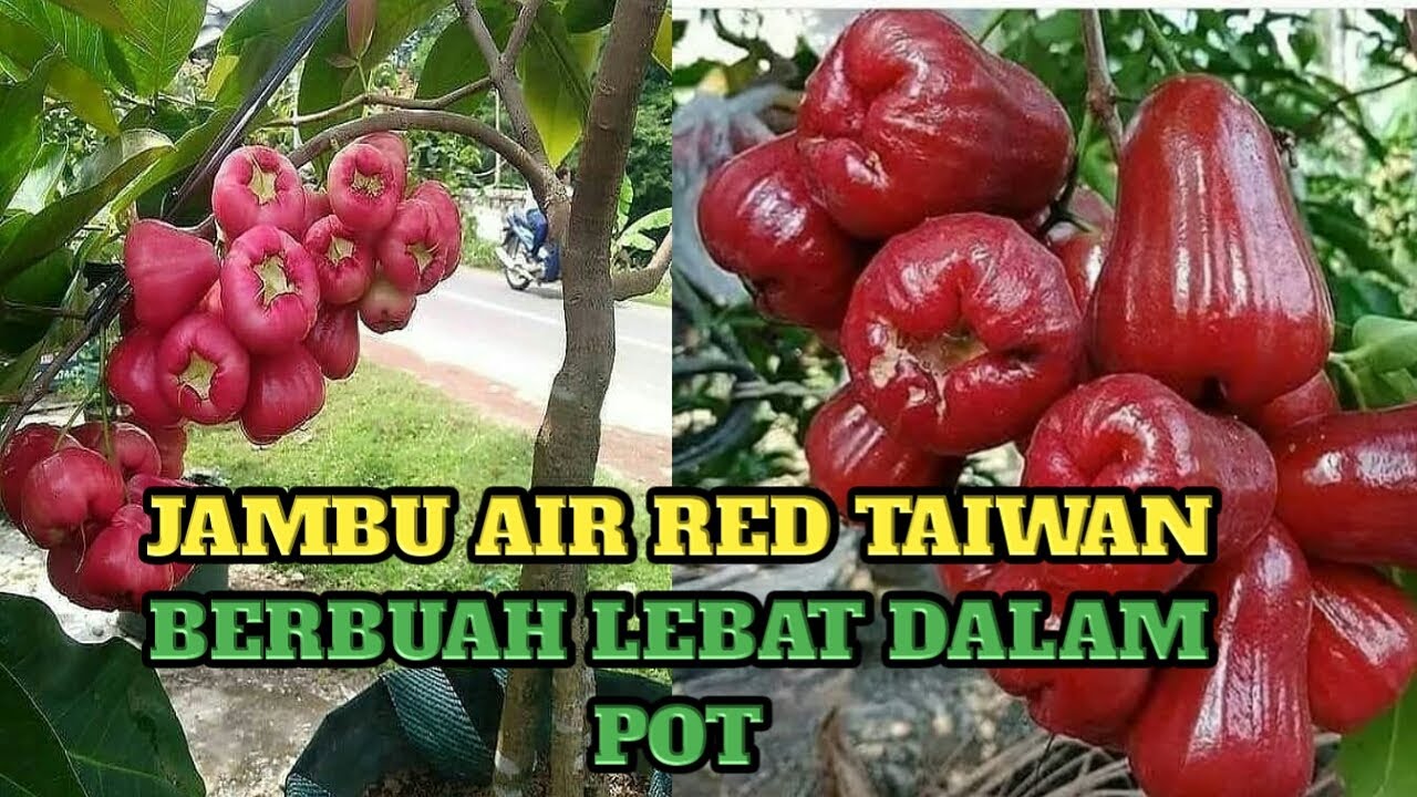 JAMBU RED TAIWAN - YouTube