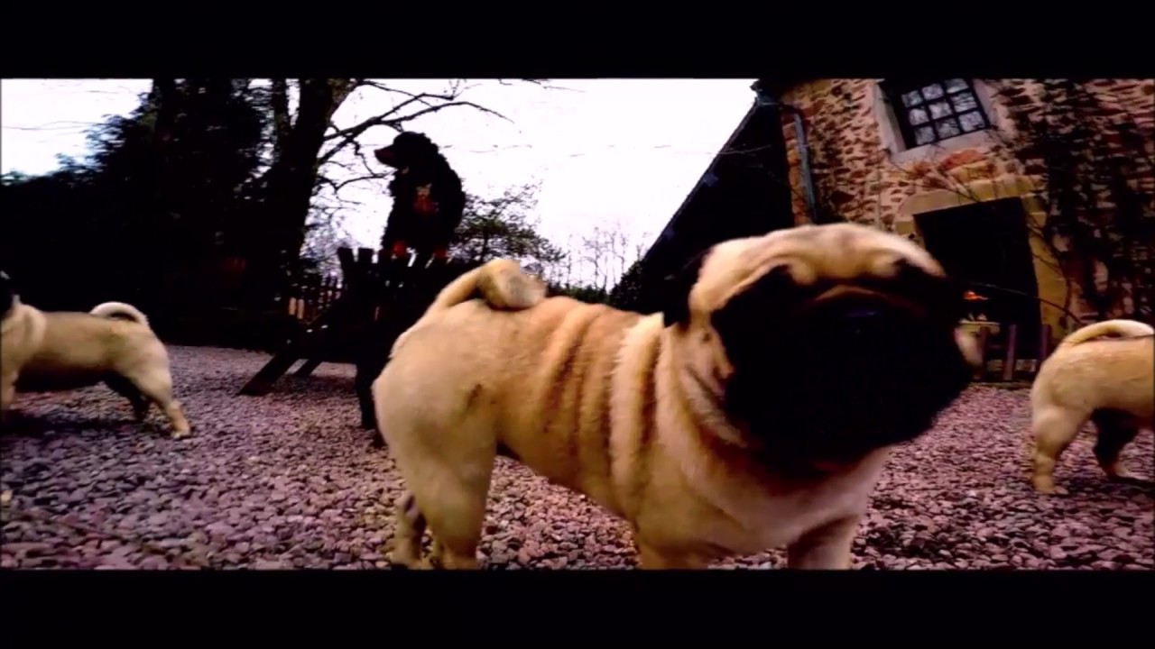 Erika&cie 50 membres sur dogzer ! - YouTube