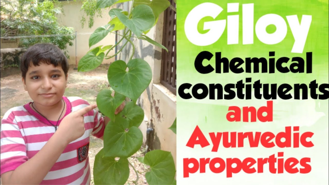 Giloy Chemical constituents and Ayurvedic properties - YouTube