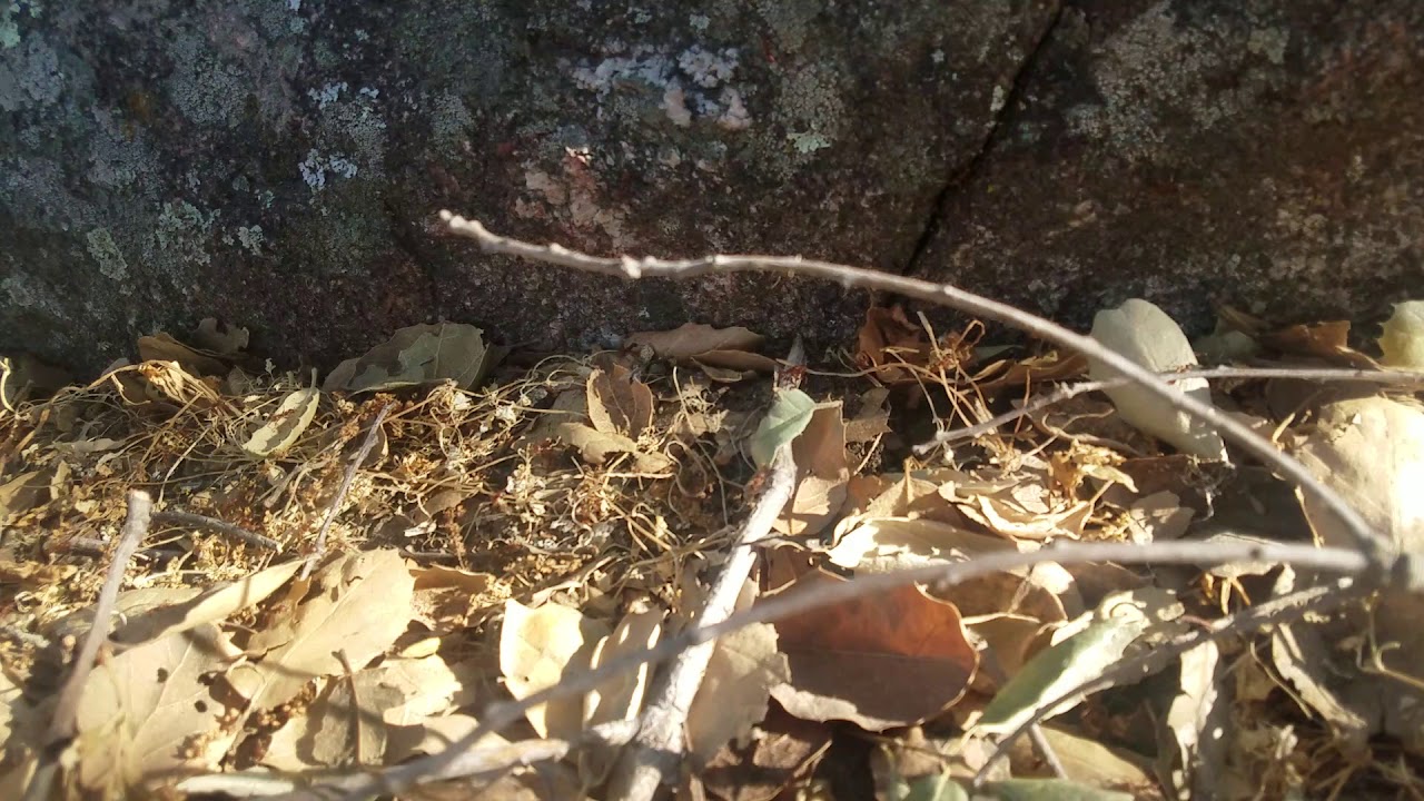 Polyergus on the move (slave-maker ants) - YouTube