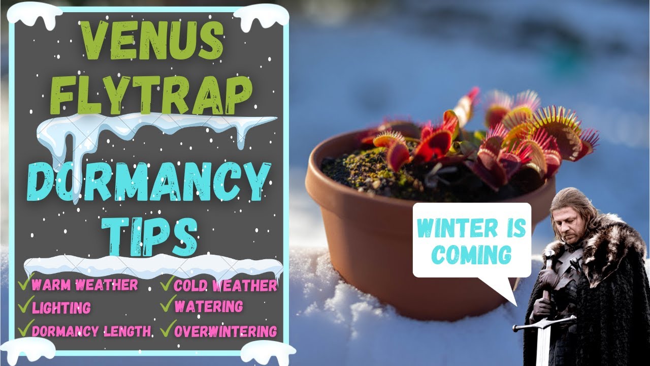 10 Venus Flytrap Winter Dormancy Tips & Tricks - Fly Trap Dormancy Simplified - Winter Is Coming ...