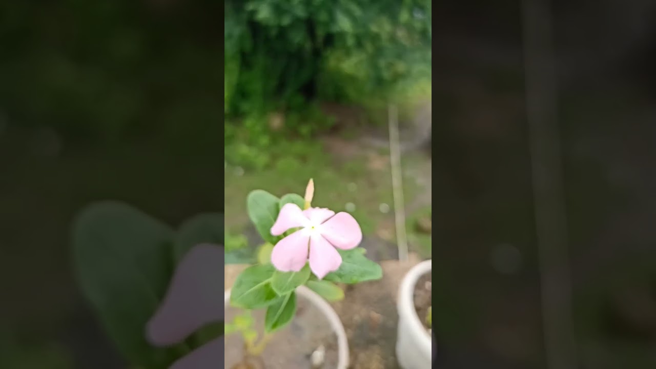 flower barmasi - YouTube
