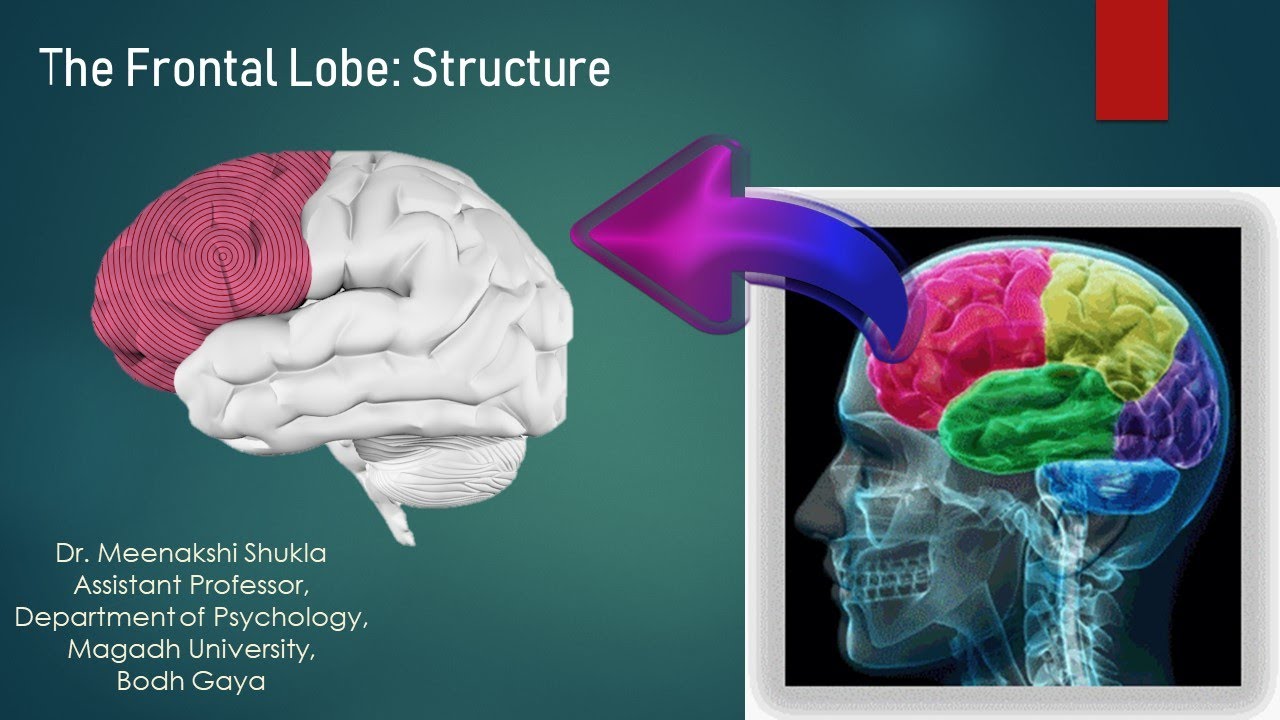 The Frontal Lobe: Structure अग्रपालि की संरचना - YouTube