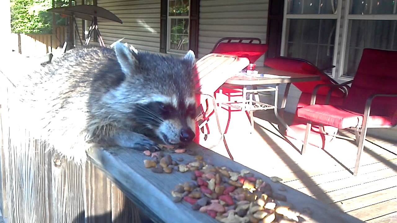 Rosie the Raccoon - YouTube