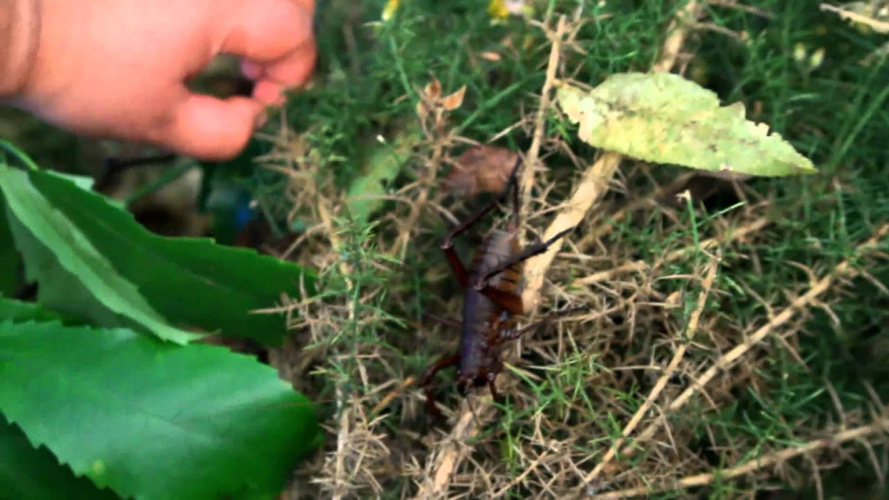 New Zealand Giant Weta insect - YouTube