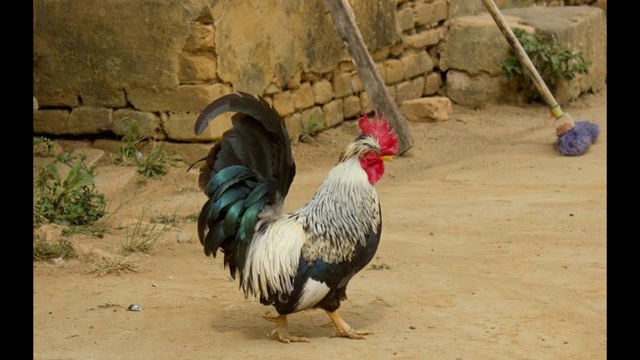 Canto do Galo Garnizé - YouTube