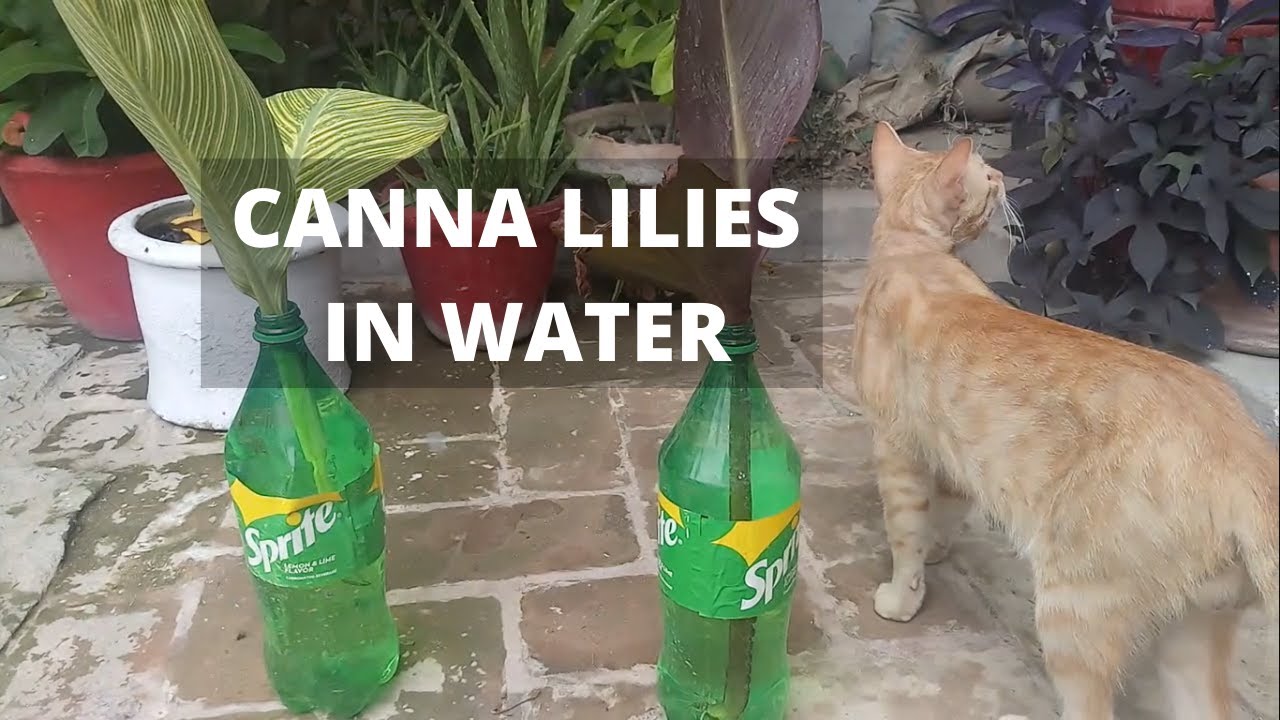 Experimenting Canna Lily in Water | Canna Propagation in Water - YouTube