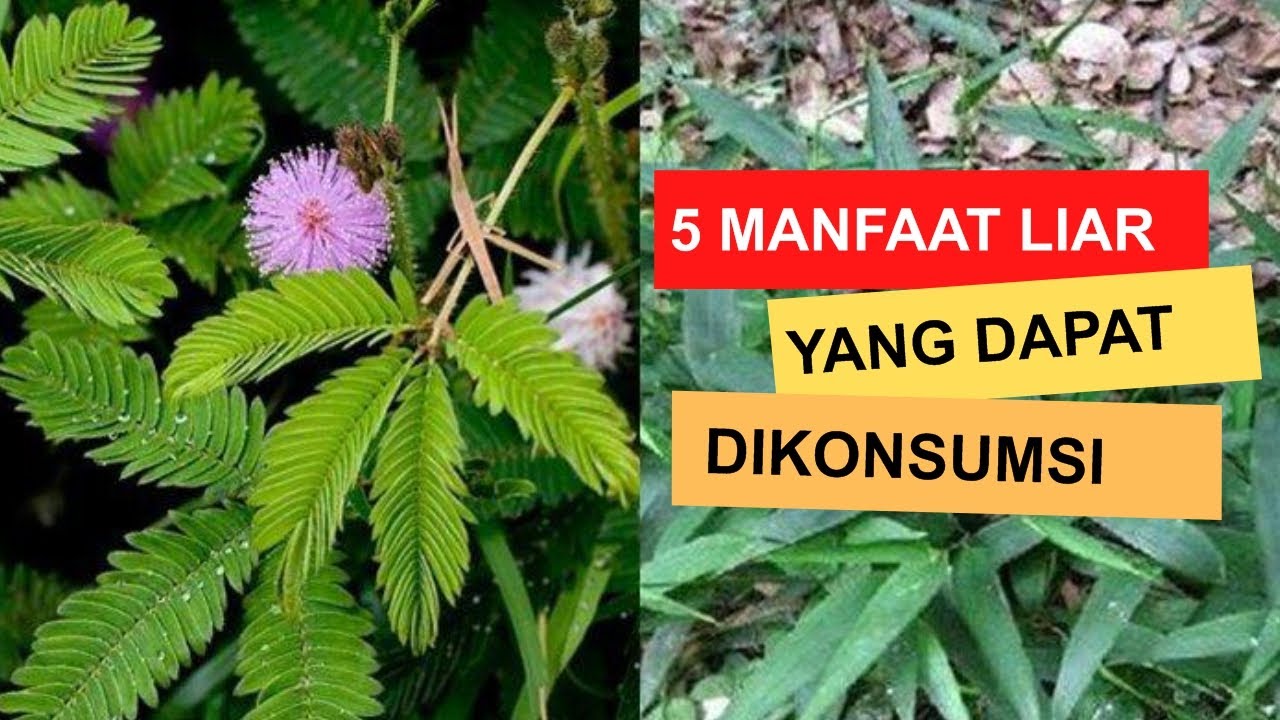 5 Jenis Tanaman Liar Yang dapat Dikonsumsi - YouTube