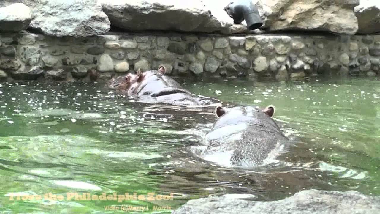Philadelphia Zoo Hippos in New Exhibit Go Into Water - YouTube