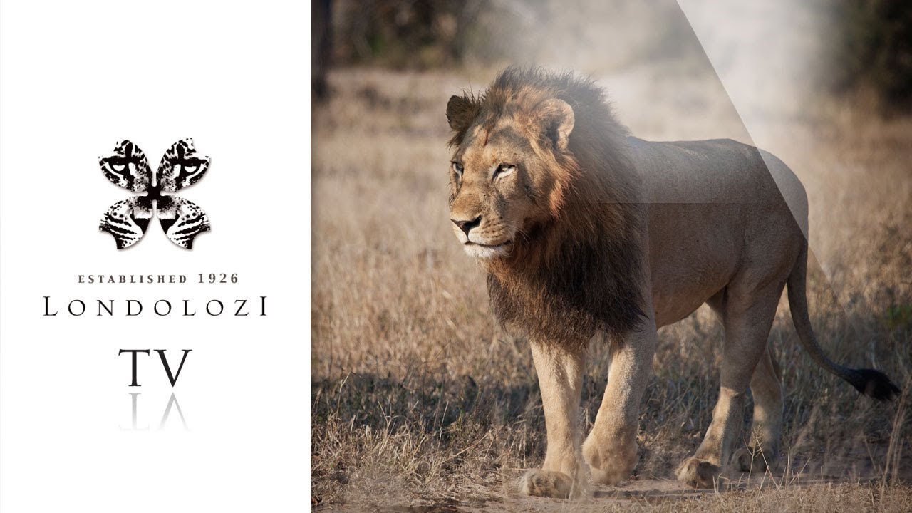 Londolozi | The Life of the Sparta 2 + 1 Lions - YouTube