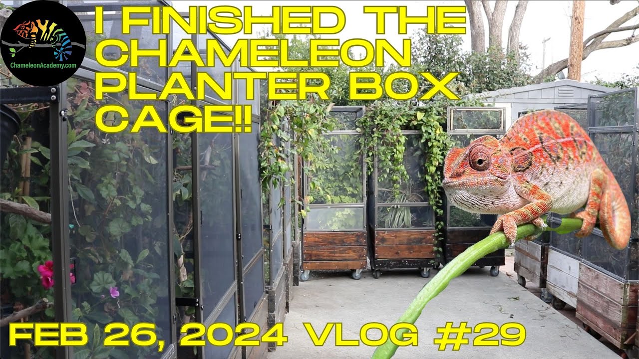 I finished my Chameleon Planter Box Cage! - YouTube