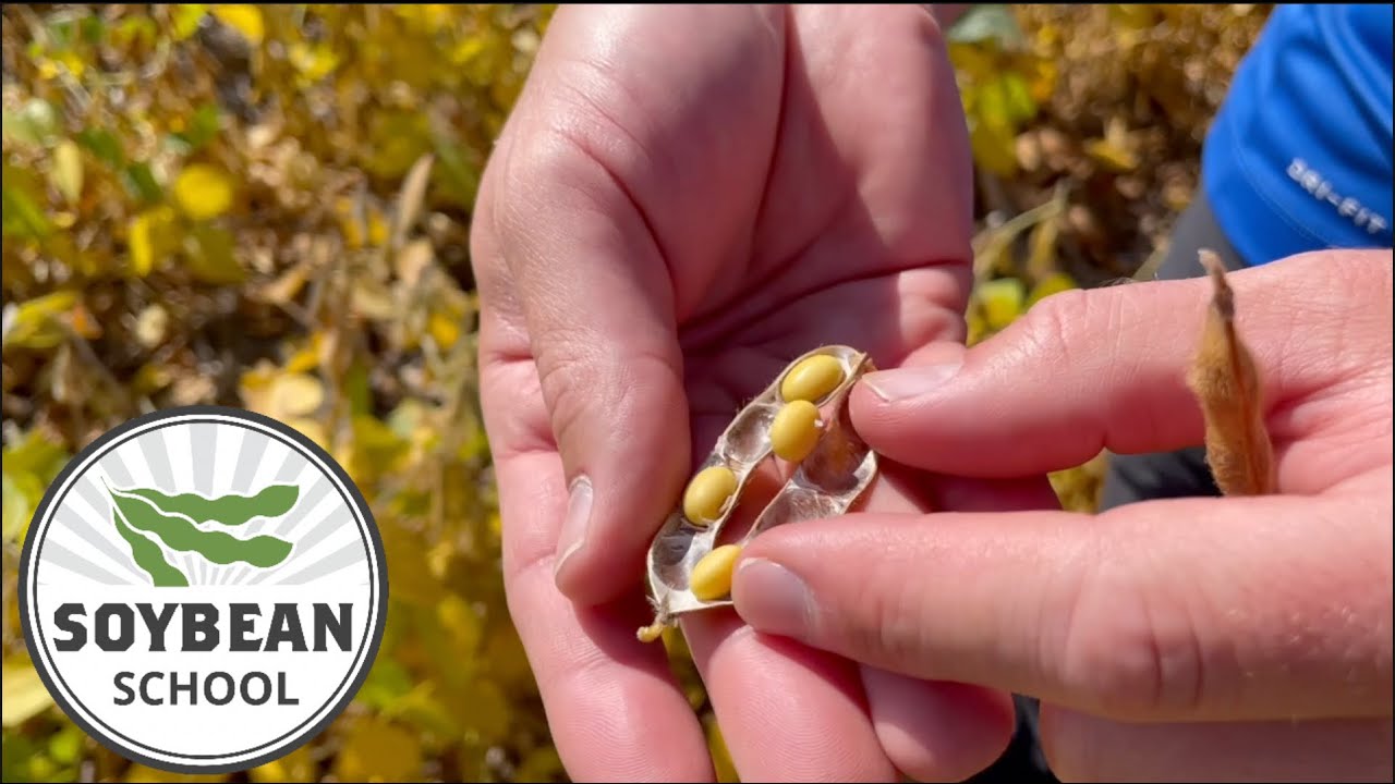 Soybean School: Pod colour helps target burndown timing - YouTube