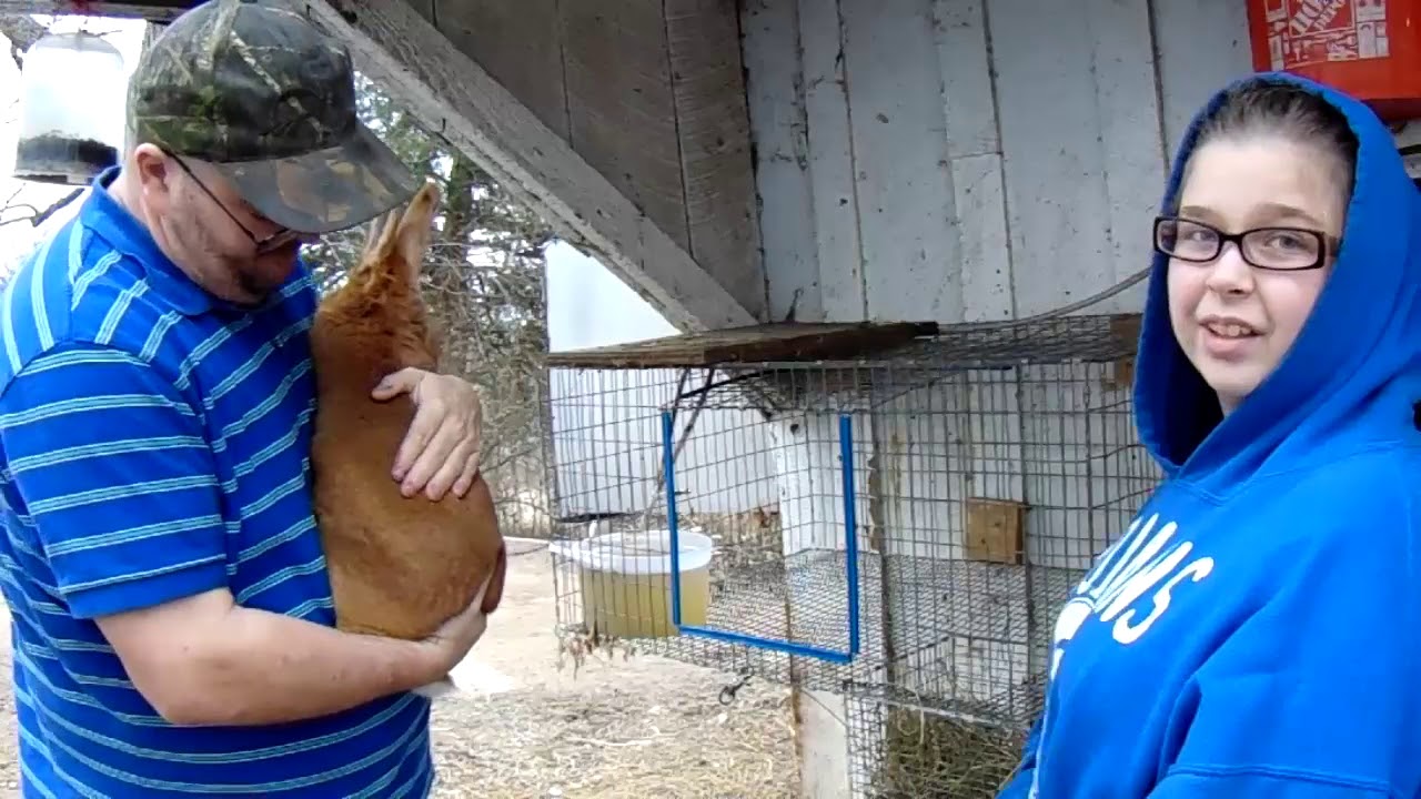 Red New Zealand Rabbits - Taking a Look at Red New Zealand Rabbits and ...