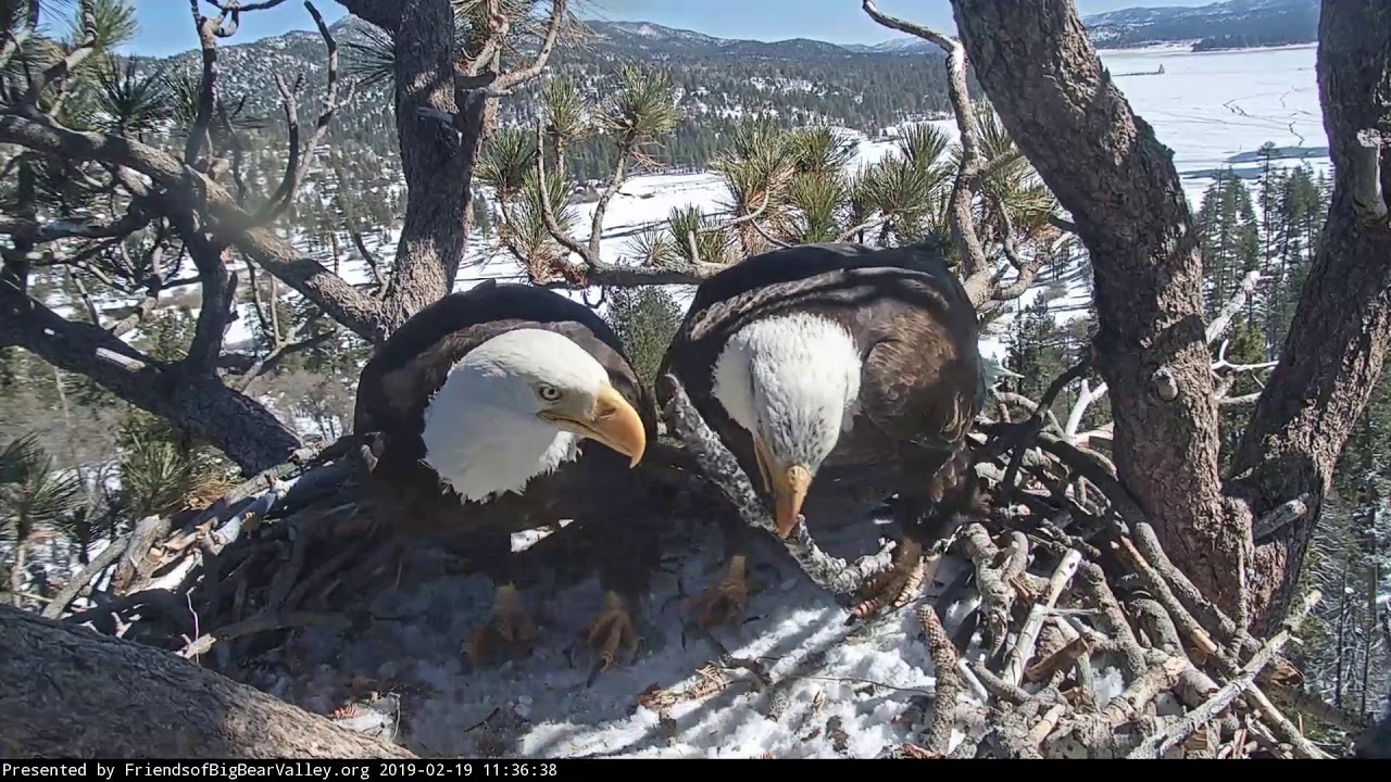 02-19-19 Big Bear Lake eagles; Shadow chatter. - YouTube
