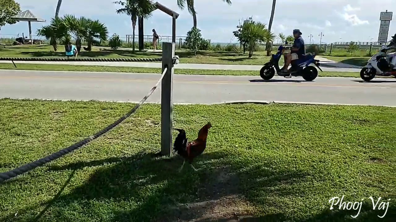 Key West Chickens All Over Town - YouTube