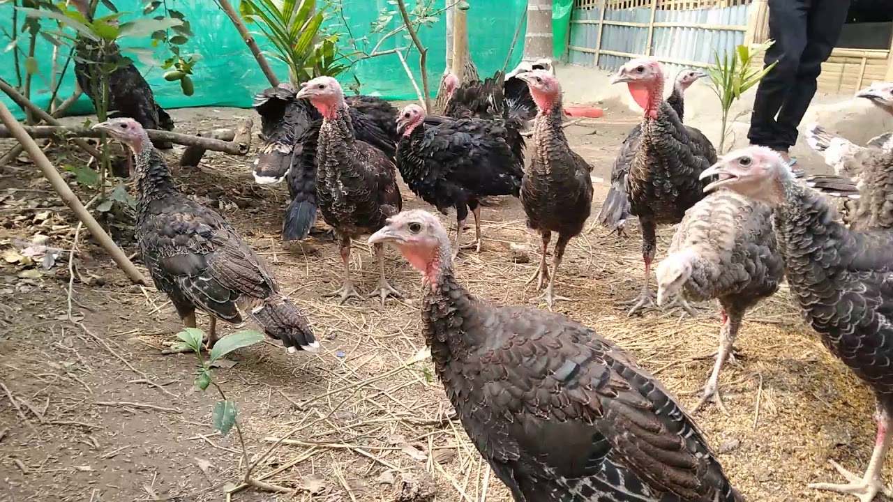 Turkey Rearing by farmers of Assam part 2 - YouTube