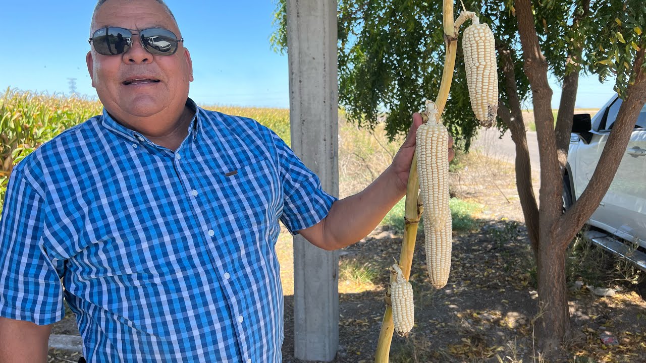 Hasta 5 mazorcas por planta de maíz esta variedad si vale la pena ...
