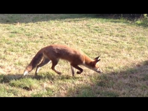UK Town Fox - YouTube