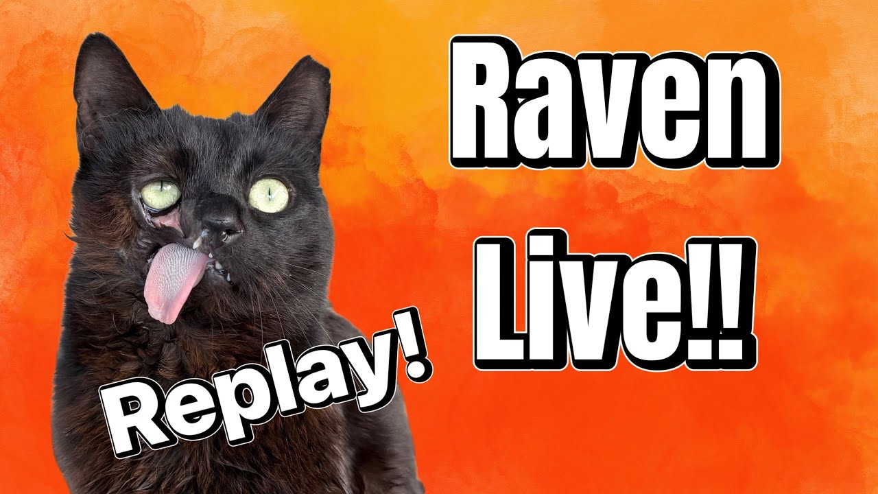 I am Raven is live - YouTube