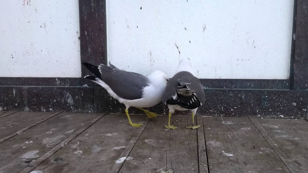 Adorable Seagull Tries to Kiss Other Seagull - YouTube
