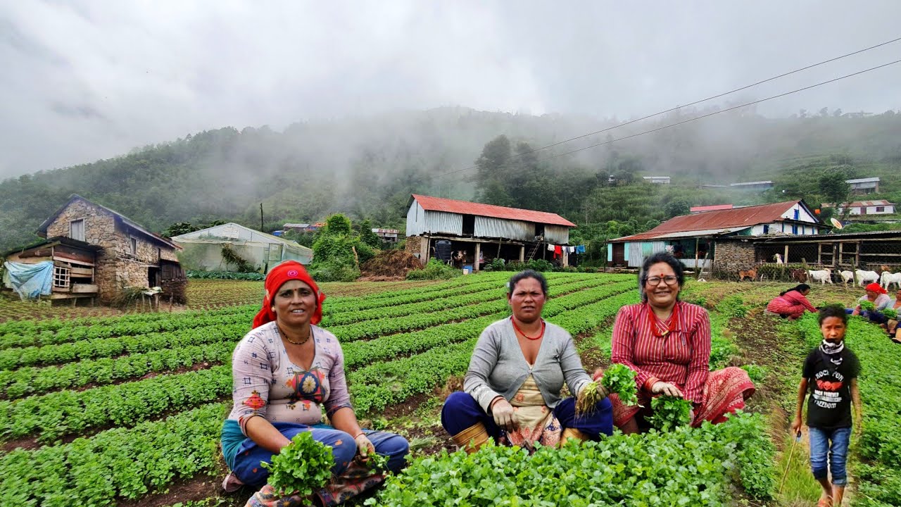Most Amazing Organic Vegetables Farming In Mountain Nepal || Happy ...