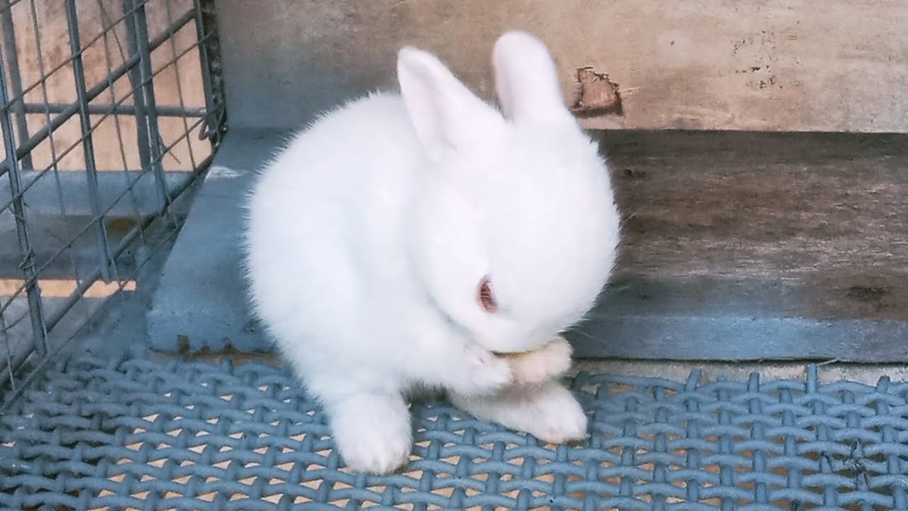 15 days old Rabbit | Baby Rabbit | Cute little bunnies - YouTube