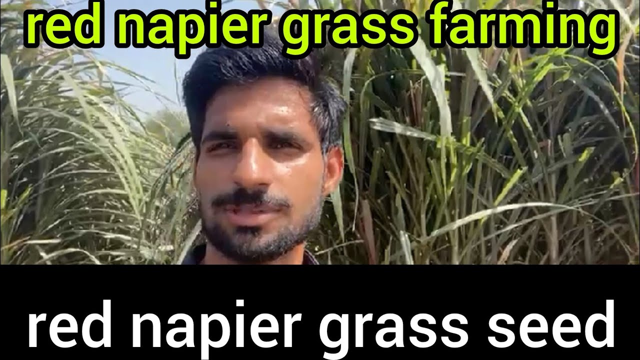 Australian red napier seed || Red napier seed || red napier grass in ...