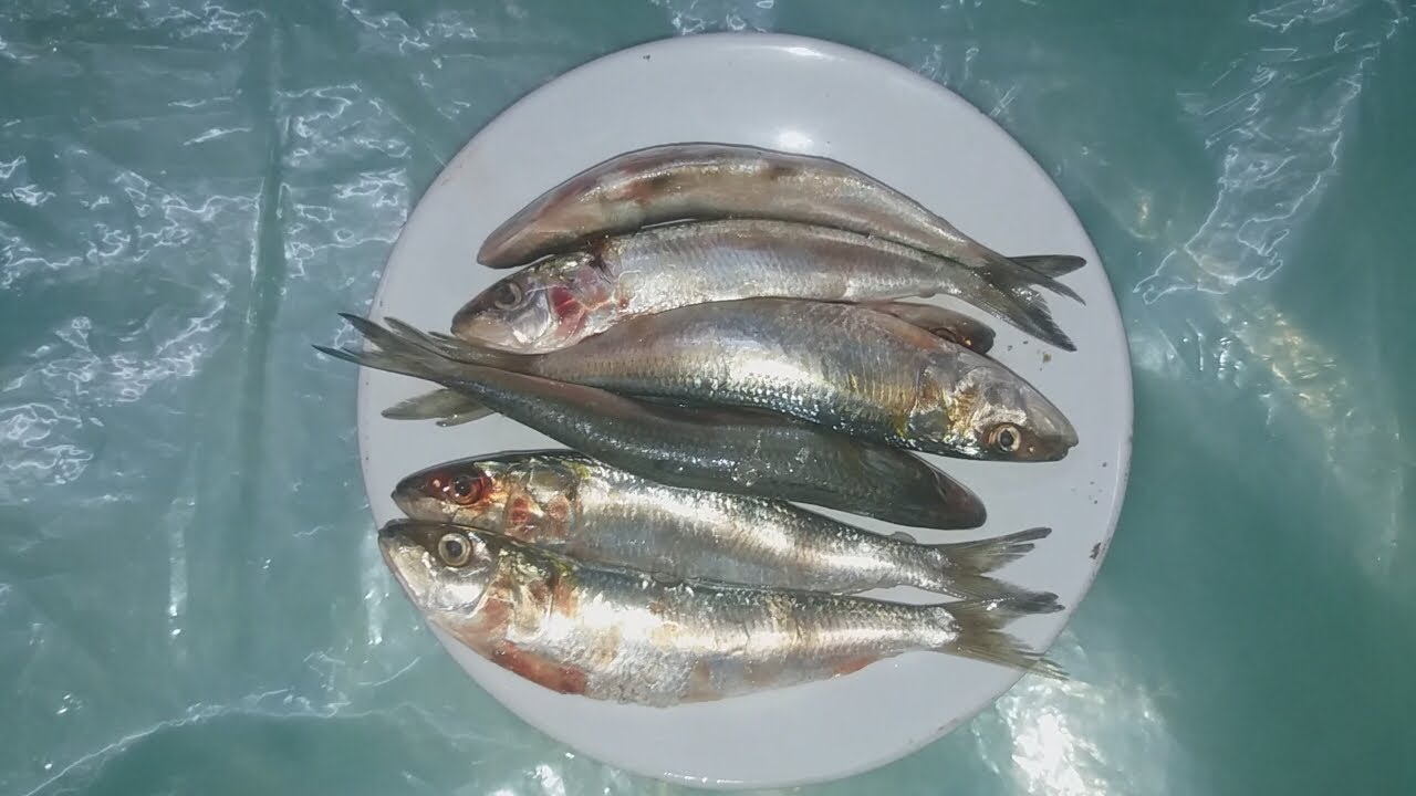 Thirunelveli style sala Meen poriyal/திருநெல்வேலி சால மீன் பொரியல் ...