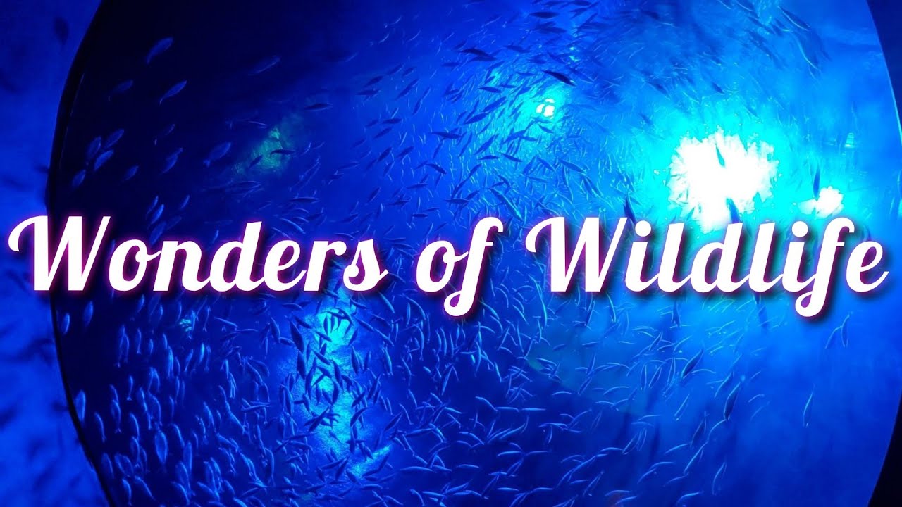 WONDERS OF WILDLIFE AQUARIUM TOUR // SPRINGFIELD, MO - YouTube